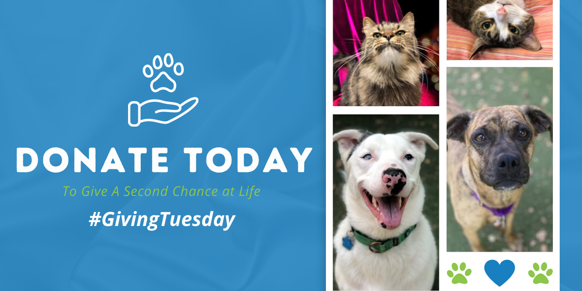 Giving Tuesday | Arizona Animal Welfare League