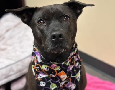 Adoptable Dogs | Arizona Animal Welfare League