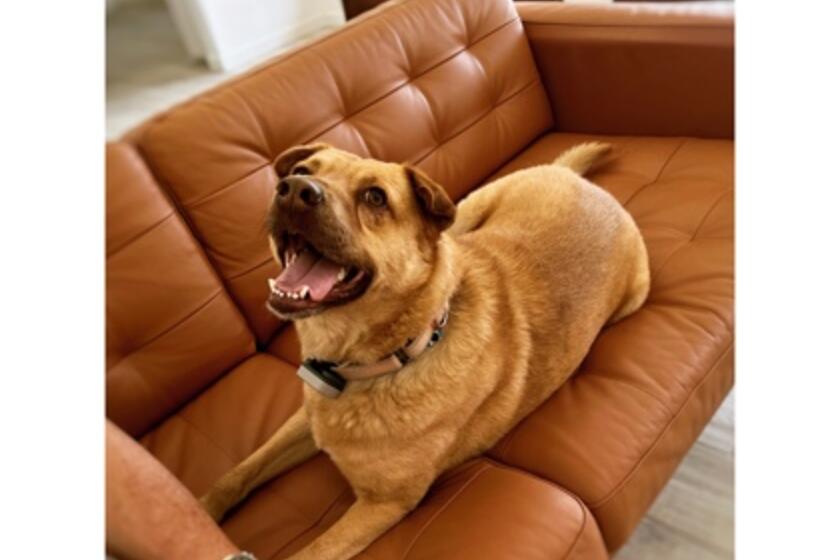 Syrup | Arizona Animal Welfare League