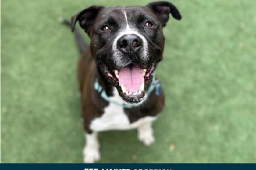Ryker | Arizona Animal Welfare League
